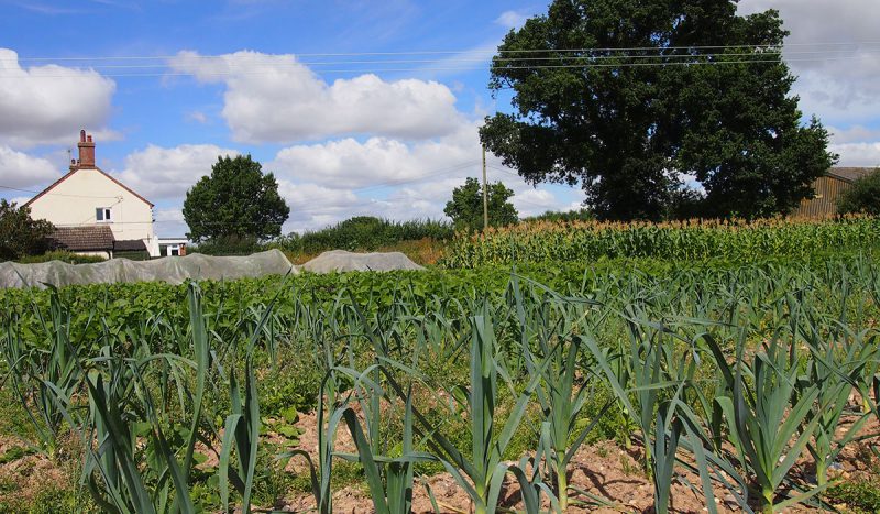 About The Farm - Clinks Care Farm