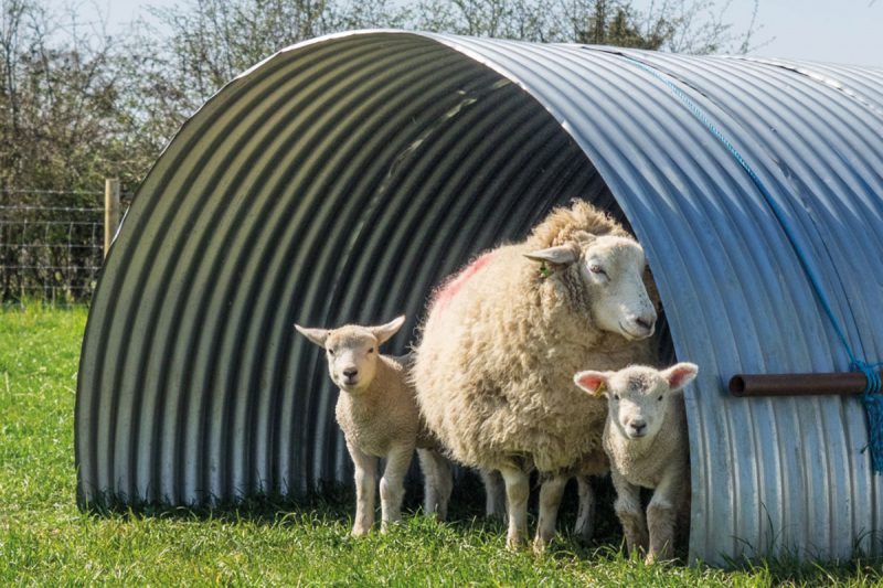 About The Farm - Clinks Care Farm