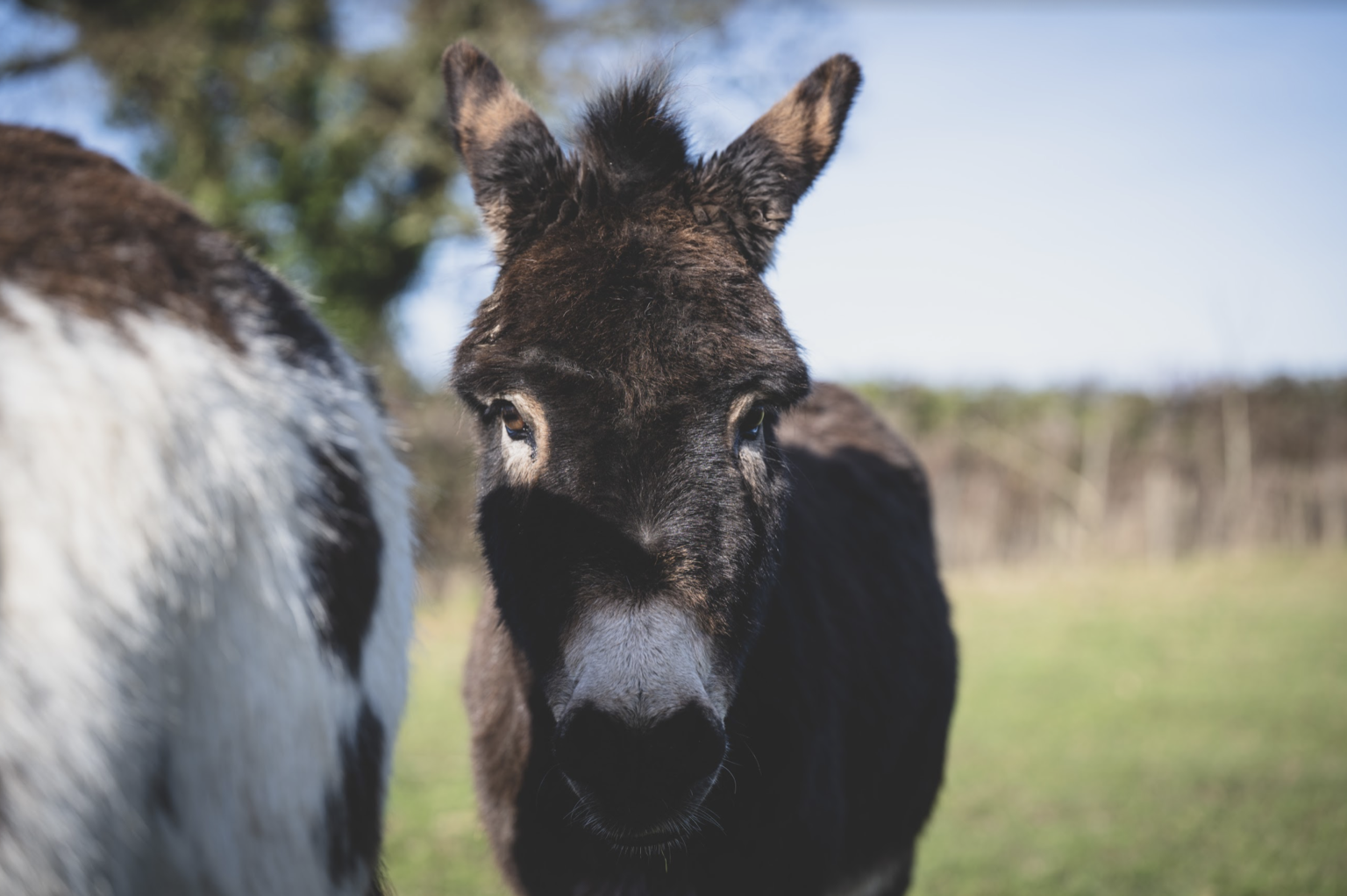About The Farm - Clinks Care Farm
