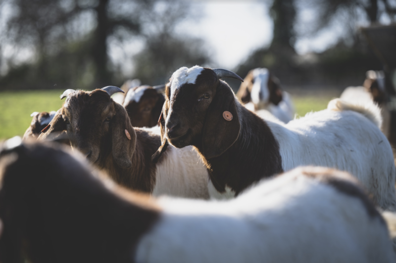 About The Farm - Clinks Care Farm