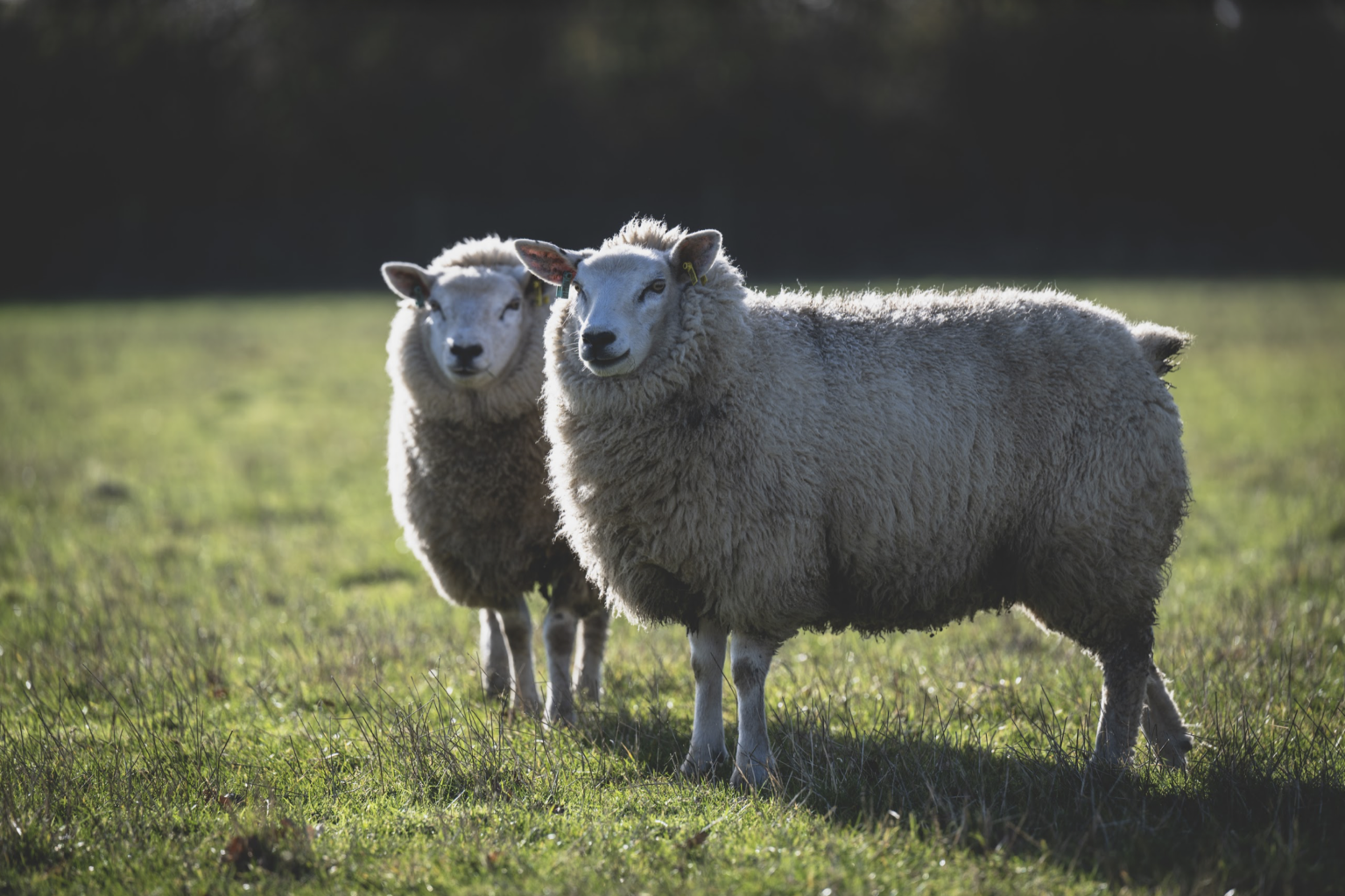 About The Farm - Clinks Care Farm