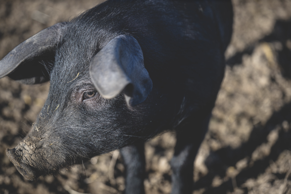 About The Farm - Clinks Care Farm
